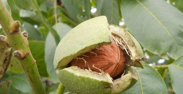 Sfaturi practice pentru înființarea unei livezi de nuc ...